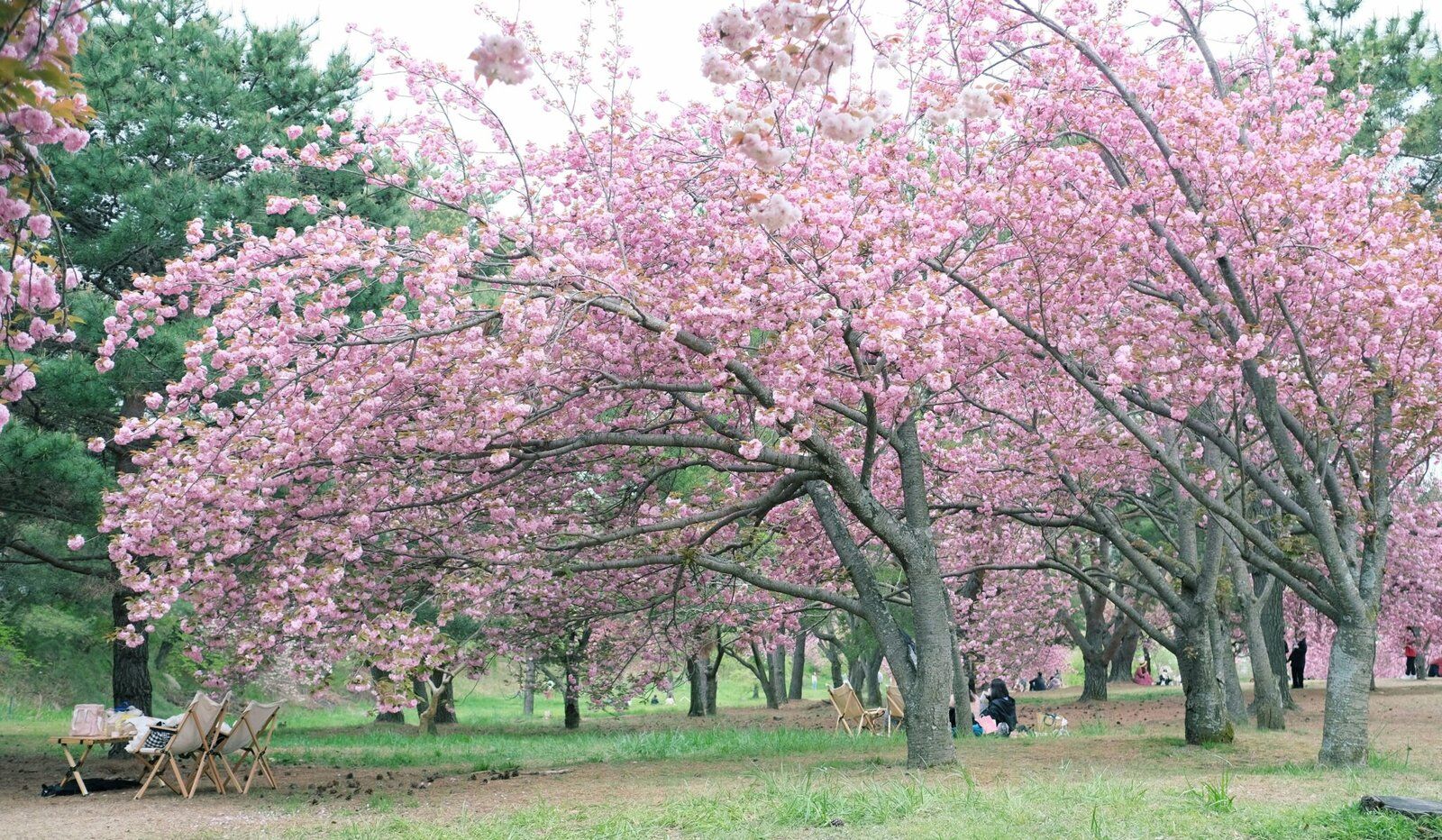 12 Amazing Places To See Cherry Blossoms In NYC This Spring