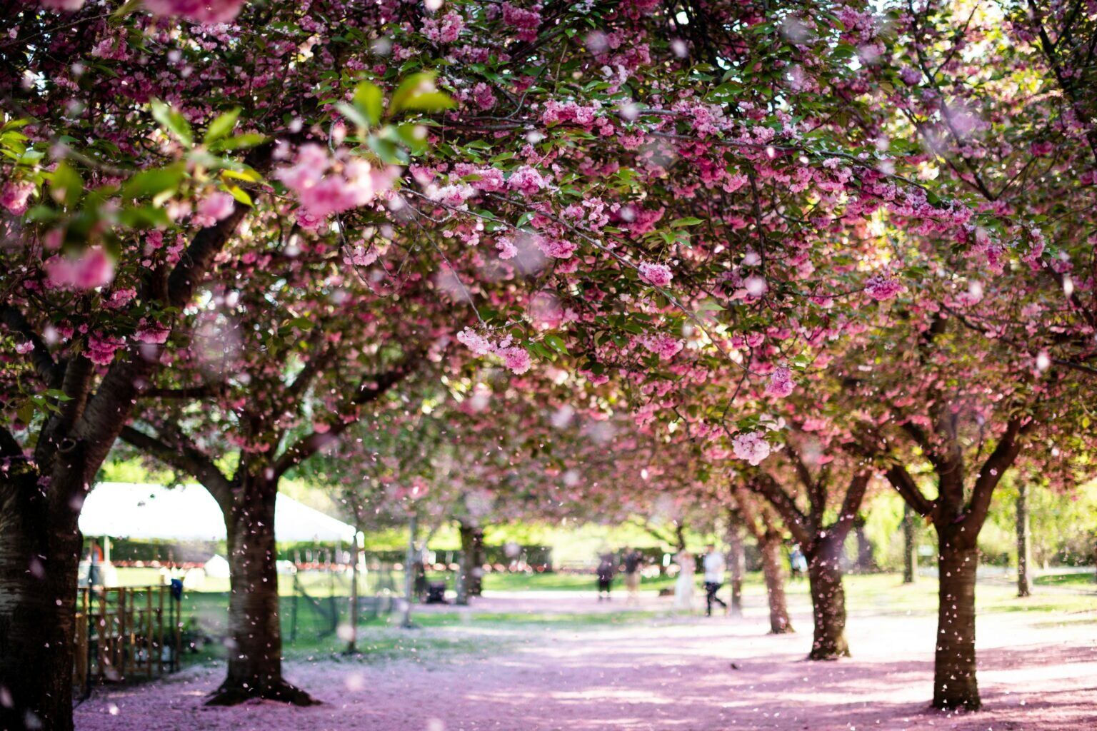 12 Amazing Places To See Cherry Blossoms In NYC This Spring